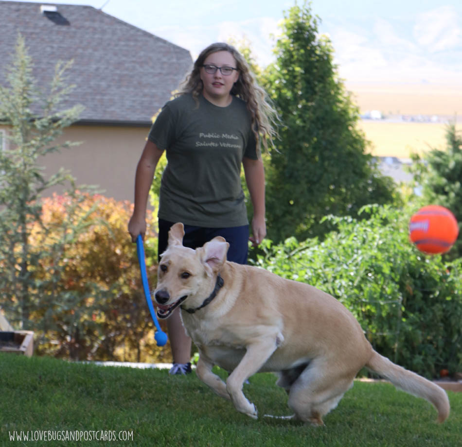 Get ready for National Fetch Day 2019 - Lovebugs and Postcards