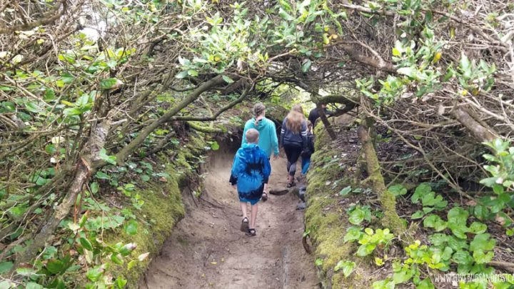 Hobbit Trail Hike in Oregon - Lovebugs and Postcards